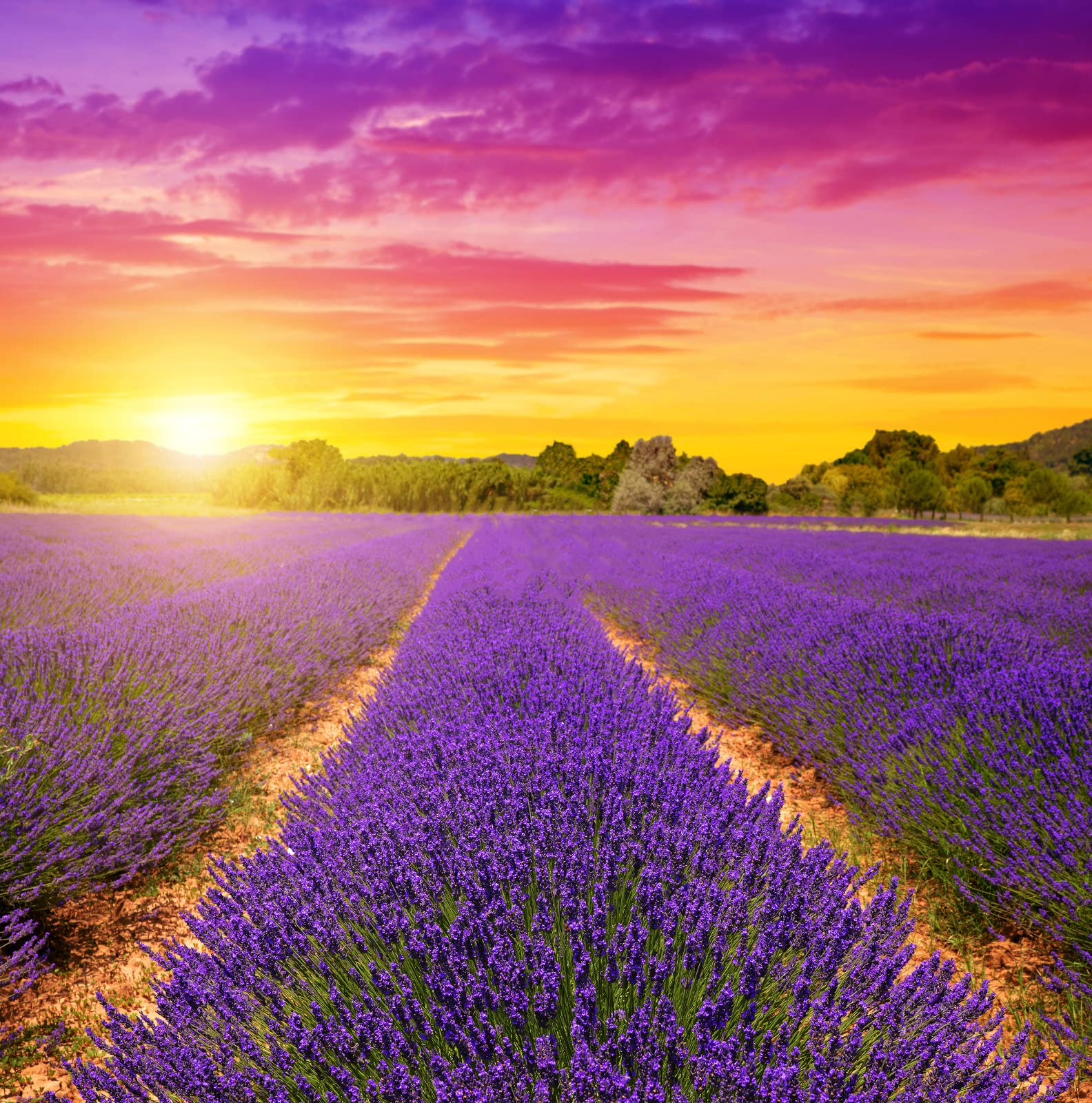 5000+ Lavender Seeds Non-GMO Heirloom Perennial Herb Seeds 90% Germination Lavender Seeds for Planting Indoors, Outdoors