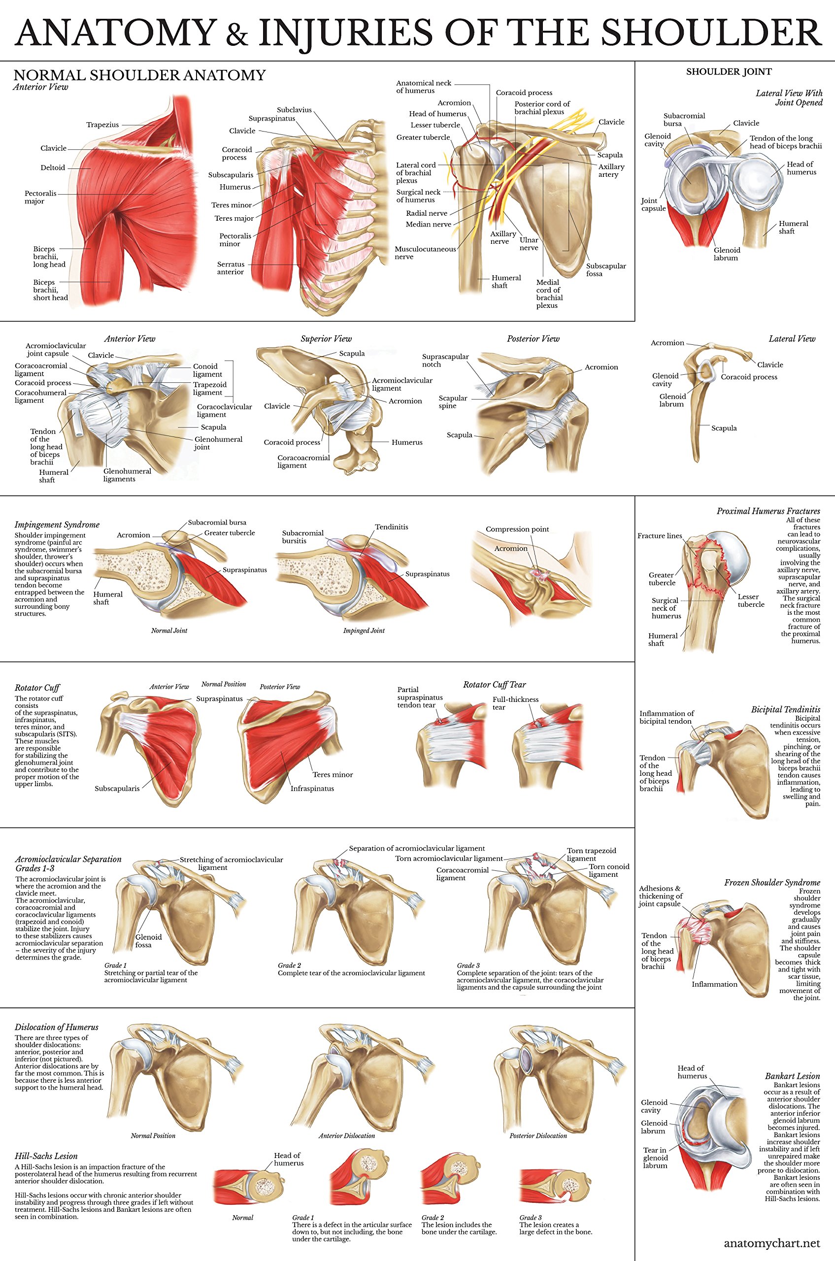 Palace Learning 2 Pack - Anatomy and Injuries of The Knee & Shoulder Poster Set - Anatomical Chart Set - Laminated 18" x 24"