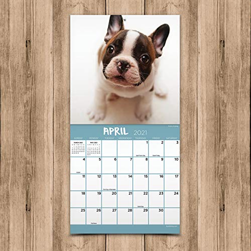 TF PUBLISHING 2021 Puppies Mini Wall Calendar - Animal Photographs with Contacts and Notes Space - Home or Office Planning and Organization in Compact Spaces - Premium Gloss Paper 7"x7"