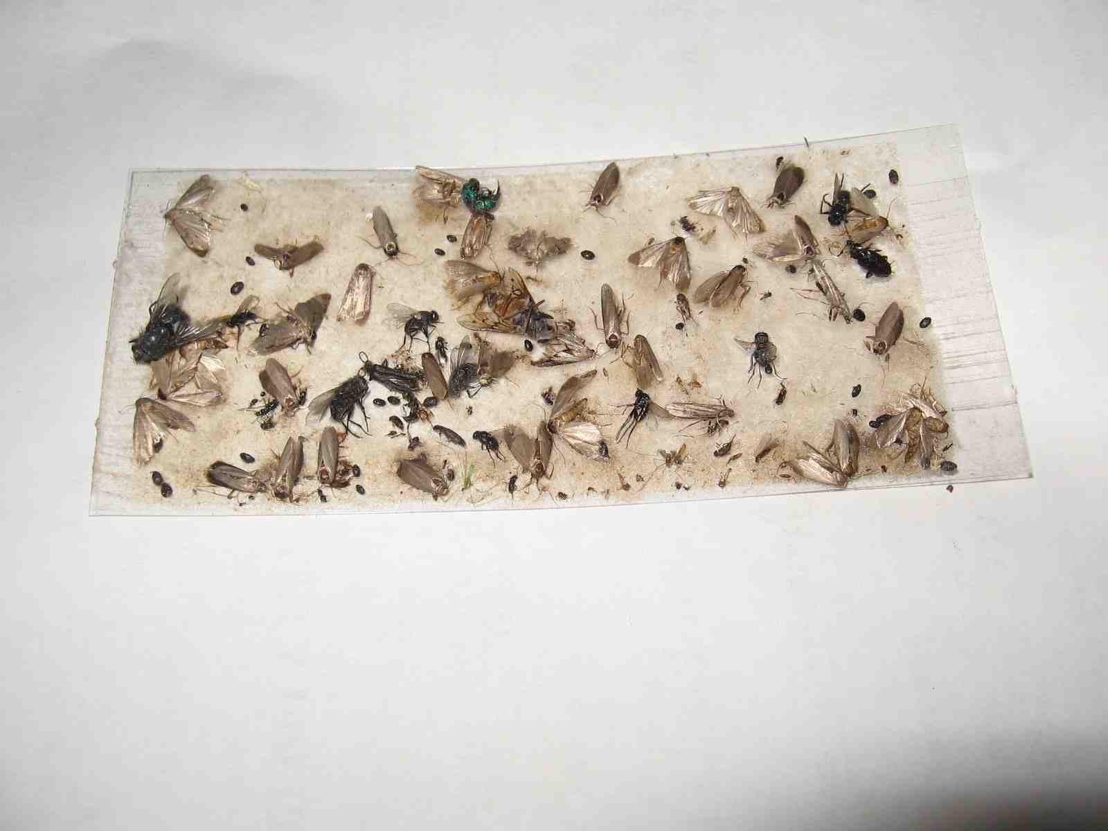 8 pk Economy All Insect Traps/Glue Boards/Window Strips. Fly, Bees, Wasps, Asian Beetles +