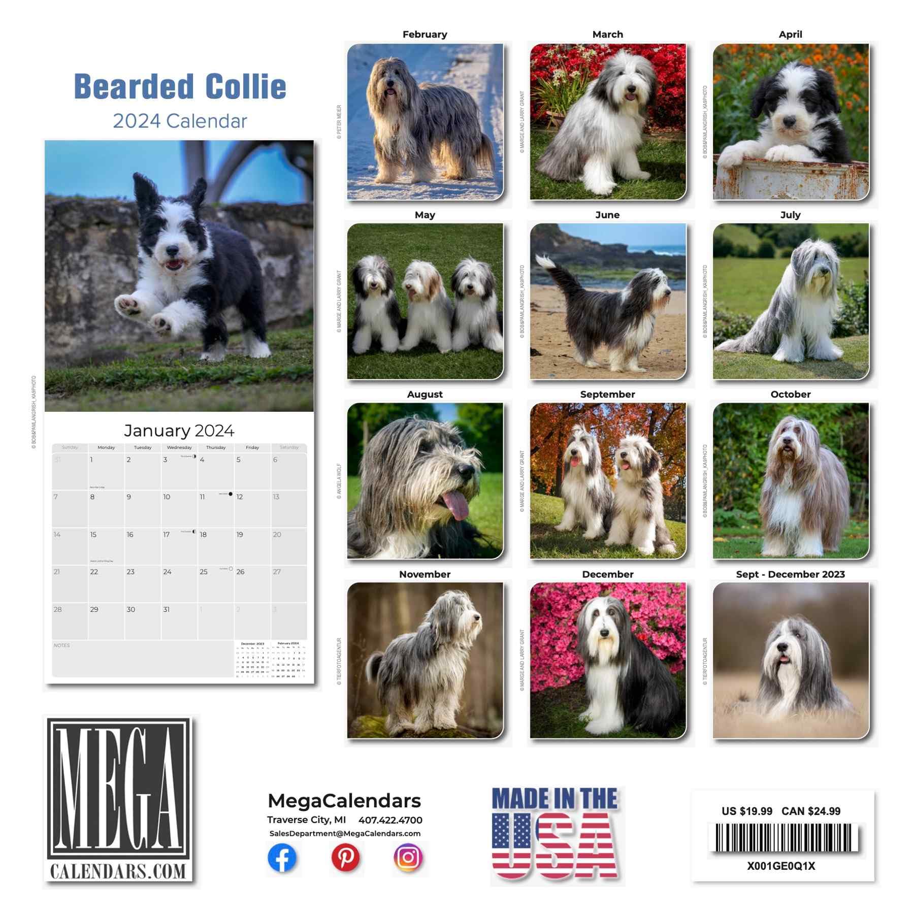 2023 2024 Bearded Collie Calendar - Dog Breed Monthly Wall Calendar - 12 x 24 Open - Thick No-Bleed Paper - Giftable - Academic Teacher's Planner Calendar Organizing & Planning - Made in USA