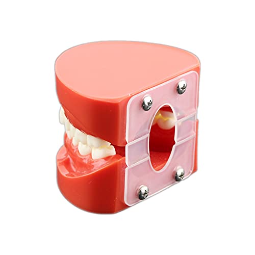 Dental Typodont Standard Teeth Model for Teaching Practice Demonstration Flossing Model for Adult