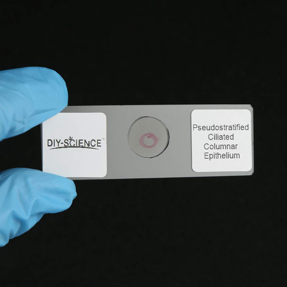 Prepared Epithelium Types Microscope Slides Set, Excellent 11pcs Specimens Representing The Major Types of Epithelium