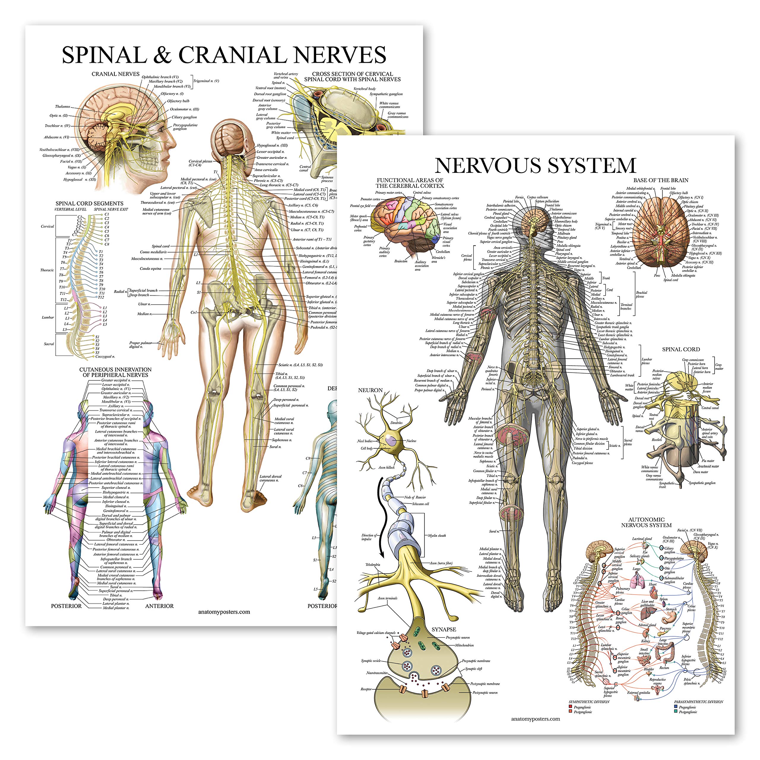 Palace Learning 2 Pack - Spinal Nerves & Nervous System Anatomy Posters - Set of 2 Anatomical Charts - Spine/Nervous - Laminated 18" x 24"