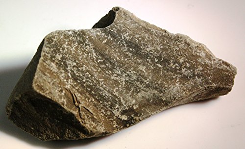 Brown Oil Shale Sedimentary Rock - 2 Raw Pieces