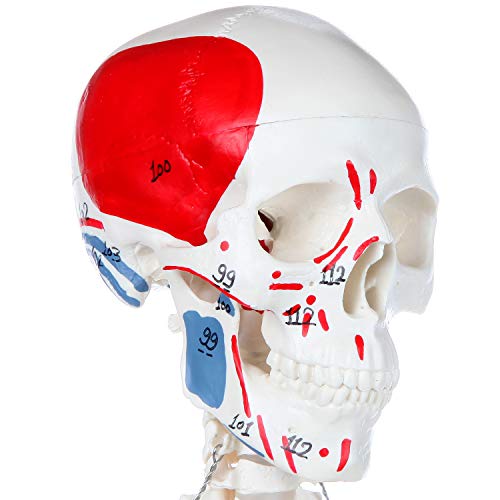 Axis Scientific Mini Human Skeleton Model with Metal Stand, 31" Tall, Painted and Numbered Muscle Insertion and Origin Points, Product Manual for Study and Reference, Easy to Assemble