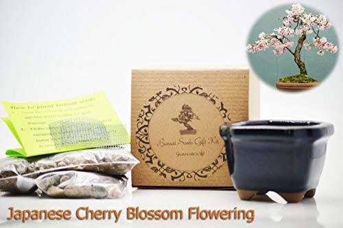 9GreenBox: Bonsai Seed Kit - Japanese Cherry Blossom