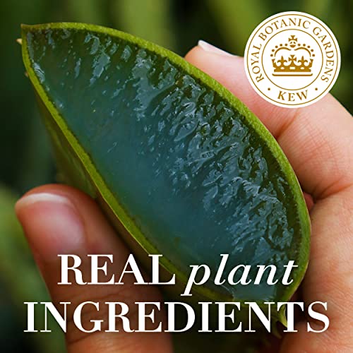 Herbal Essences Bio: Renew Potent Aloe + Mango Conditioner for Curly Hair 13.5 Fl Oz, 5.523 Fl Oz