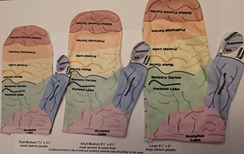 Handy Brain Model B-1.2 (adult medium)