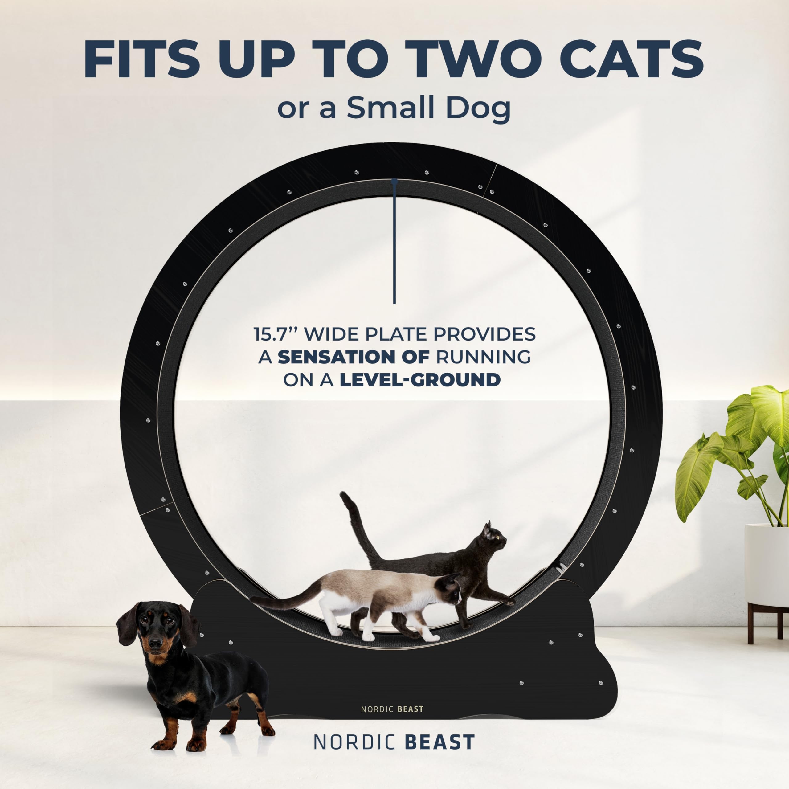 48'' Large Cat Wheel β Size Which Doesn't Negatively Affect Cat's Spine β Nordic Beast, Cat Exercise Wheel Indoor, Cat Wheels for Indoor Cats, Cat Treadmill, Cat Running Wheel, Cat Wheel Exerciser