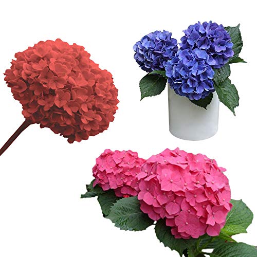 AK ART KITCHENWARE Gum Paste Flower Tools Hydrangea Petal Veiners for Decorating Cake Orchid Silicone Veining Molds Fondant Tools (VM122)