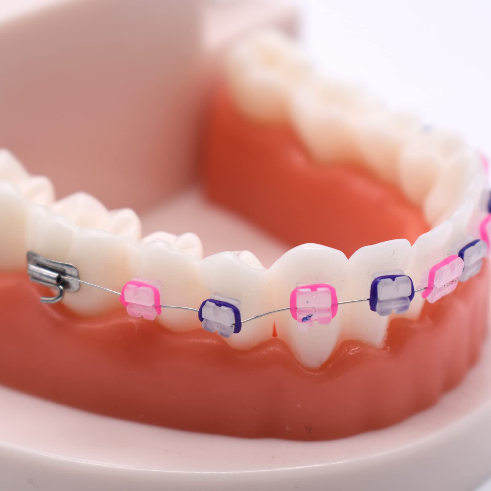 Angzhili 1 Piece Dental Demonstration Orthodontic Model with Metal Wires and Bracket (Ceramic bracket)