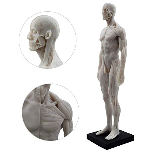 Male Anatomy Figure Ecorche and Skin Model Lab Supplies,Figure Anatomical Reference for Artists (White)