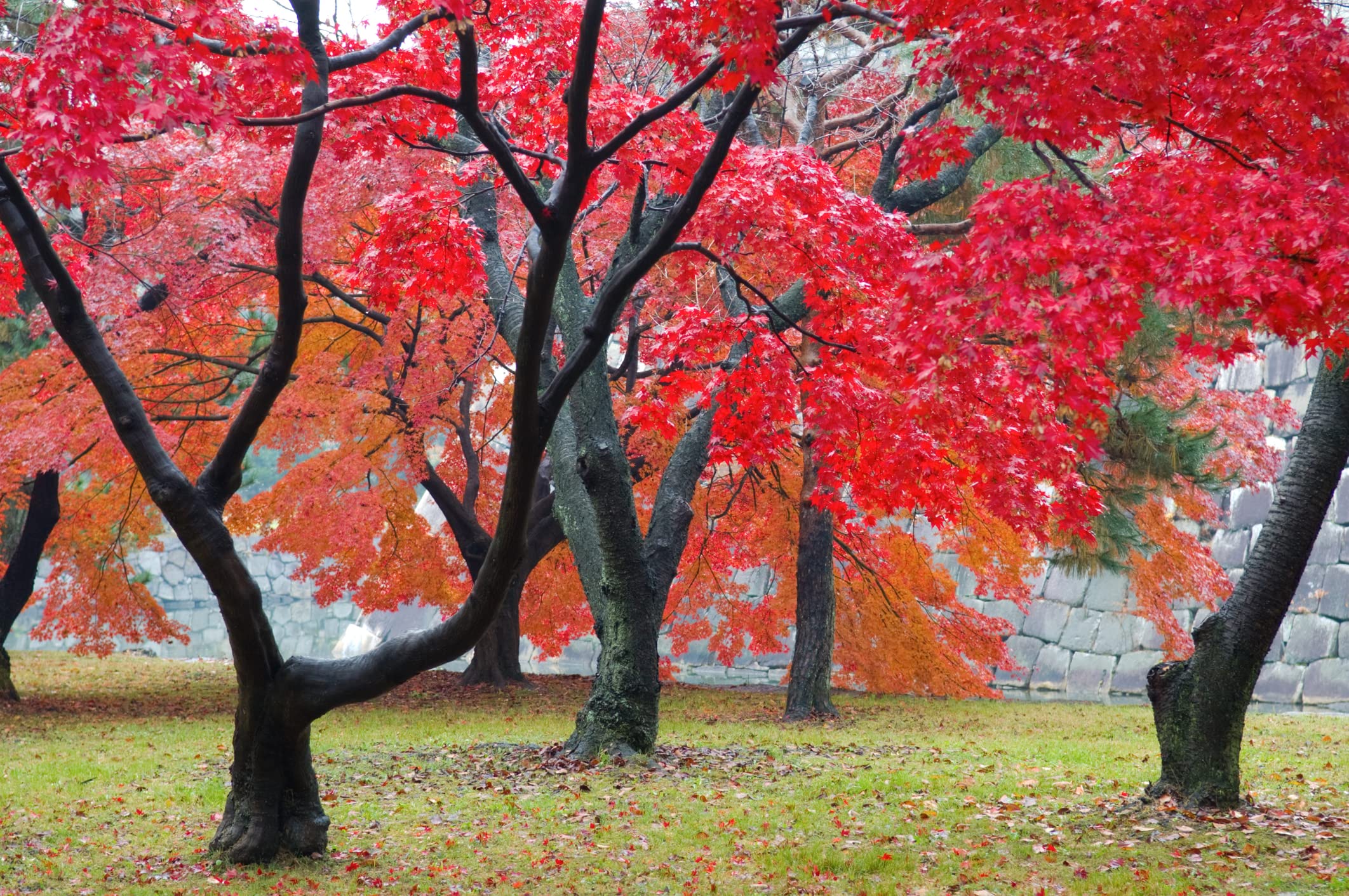50 Bonsai Tree Seeds, Japanese Red Maple | Highly Prized for Bonsai (ACER palmatum)