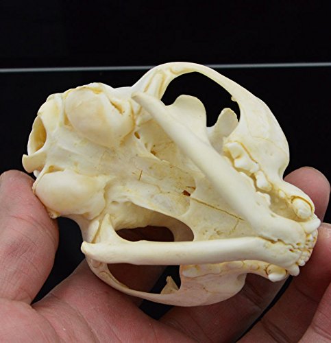 Hot Raccoon Skull Taxidermy Supplies Art Bone Vet Medicine 1:1 Lucky Cat
