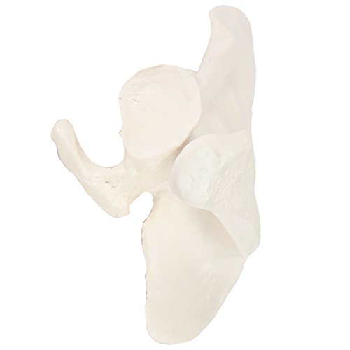 Axis Scientific Shoulder Anatomy Model of Right Scapula Bone | Shoulder Blade Model Details Skeletal Anatomy of Scapula | Scapula Model Shows Bony Landmarks and Anatomical Detail