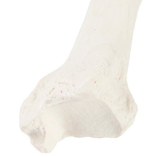 Axis Scientific Tibia Bone Model | Left | Cast from a Real Human Fibula Bone l Lower Leg Bone Model Has Realistic Texture and Important Bony Landmarks