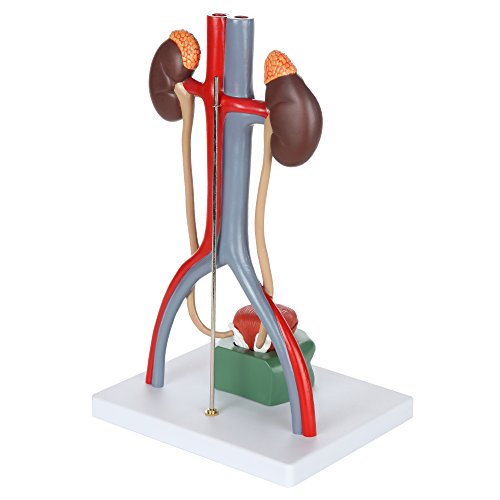 Axis Scientific Anatomy Model of Male Urinary System | Urinary System Model is 13.5 Inches Tall | Features Kidneys with Adrenal Glands, Ureters, and Bladder | Includes Product Manual
