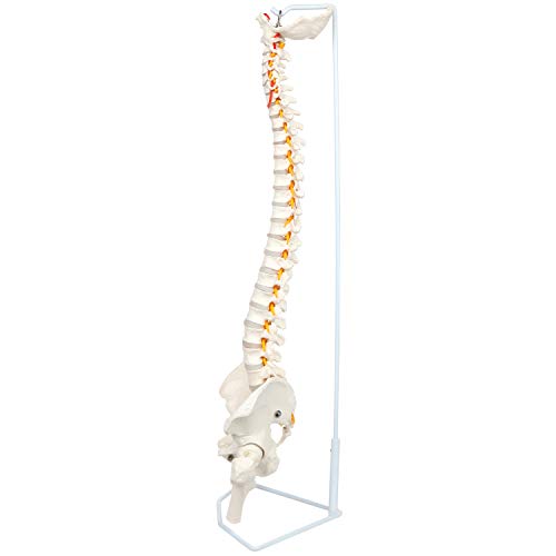 Axis Scientific Full Size Ultra Flexible Spine Model with Removable Femur Heads - Comprehensive Spine Anatomy Model with Nerves, Ideal for Chiropractic Practice and Medical Education
