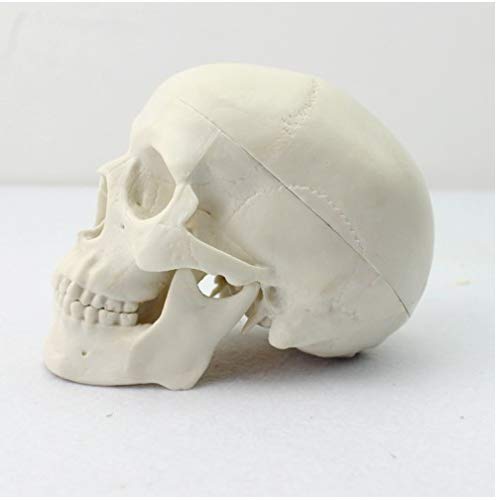 Global-Dental Human Mini Size Anatomical Head Bone Skull Bone Model Educational Model Teaching Model