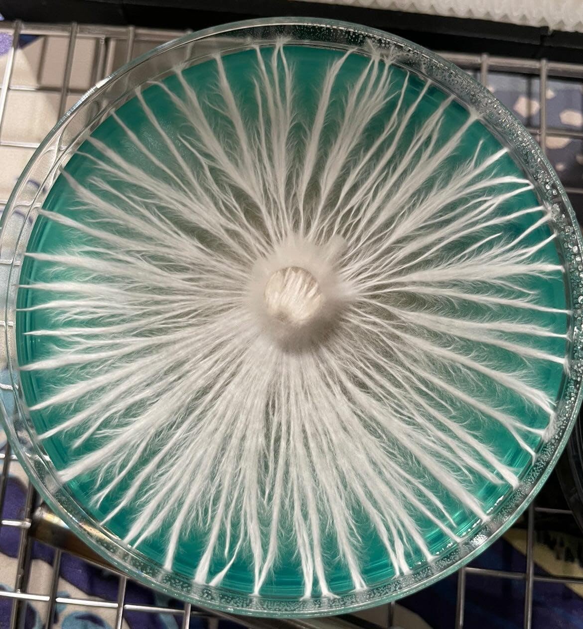 Booming Acres Colored Potato Dextrose and Yeast Agar | Prepoured Premade Sterile Petri Dish 20 Pack
