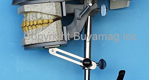 Dental X-Ray Simulator Manikin Training Model