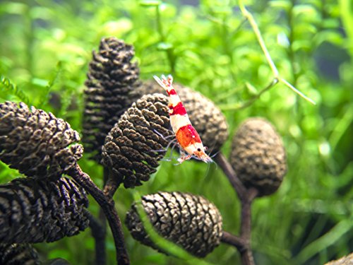 Aquatic Arts 50 Alder Cones | Shrimp Aquarium Decorations |pH Reducer & Buffering Water Treatment |Freshwater Fish Tank Supplies/Accessories