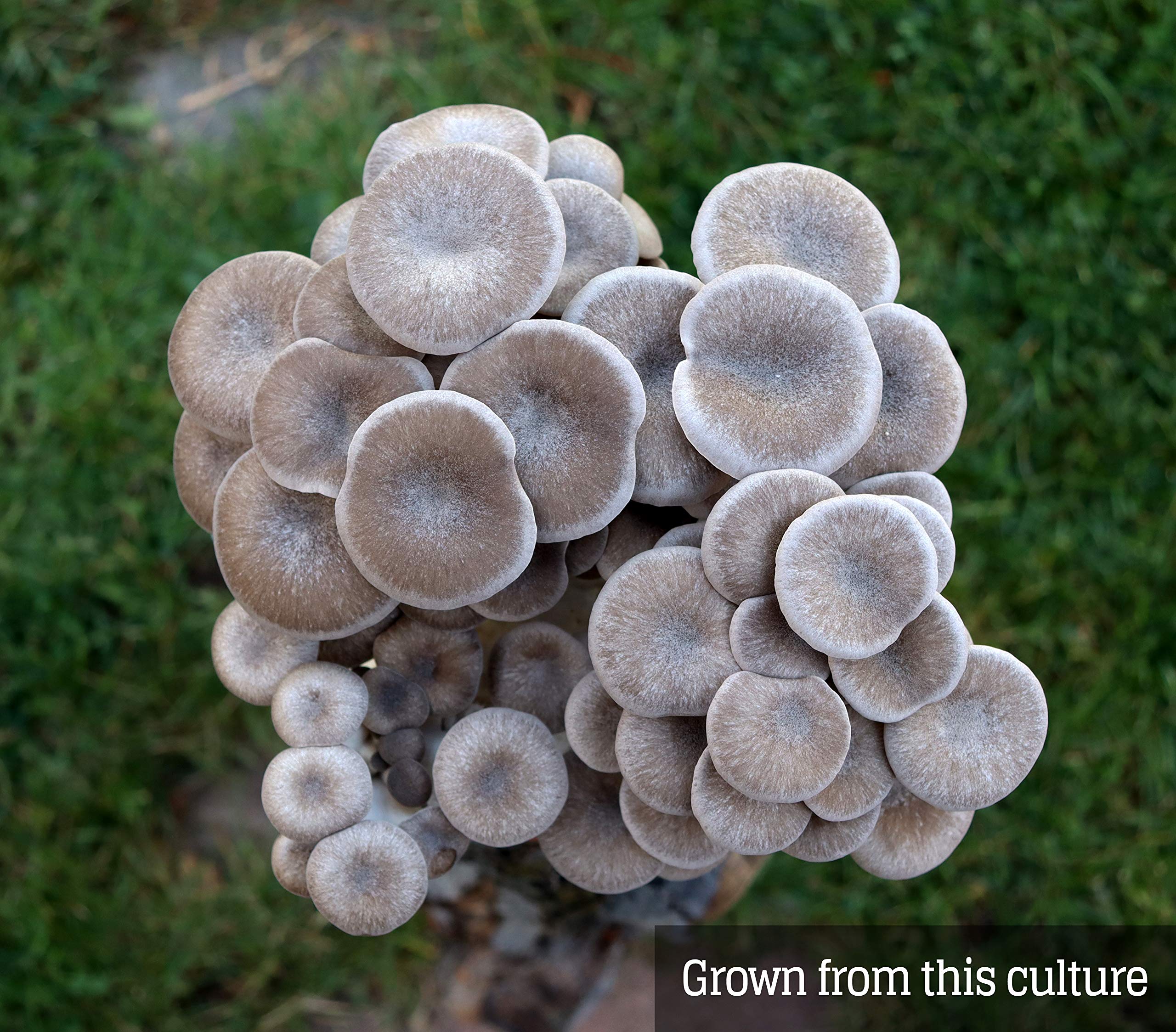 Mushroom Liquid Culture - Black Pearl King (Pleurotus eryngii/ostreatus)