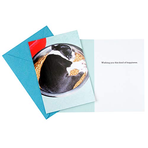 Hallmark Shoebox Funny Birthday Card Assortment (8 Cards with Envelopes) (2199RZG1003)