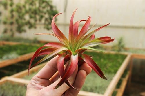 Air Plant Tillandsia Brachycaulos Red Enhanced Garden in the City (Grown and Shipped from California)