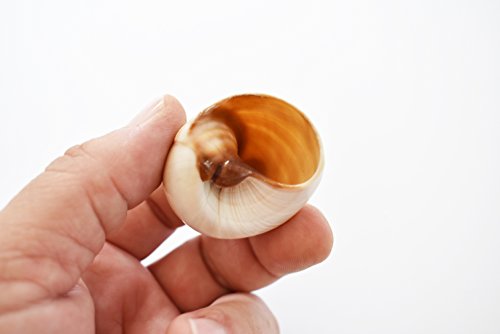 Set of 35 Hermit Crab Shells Assorted Changing Seashells Small 1/2"-2" Size (Opening Size 1/4" - 1") Mega Pack