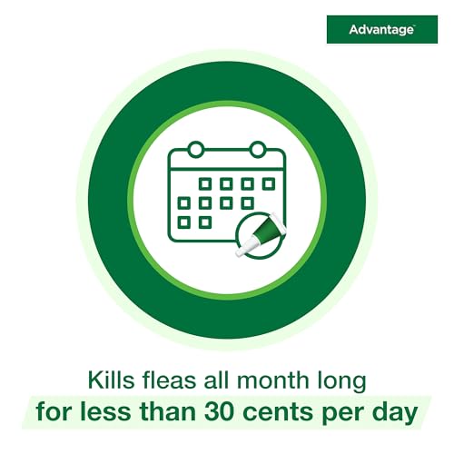 Advantage Topical Cat Flea Treatment and Prevention for Large Cats Over 9 lbs. | Apply Flea Drops Monthly | 2 Treatments
