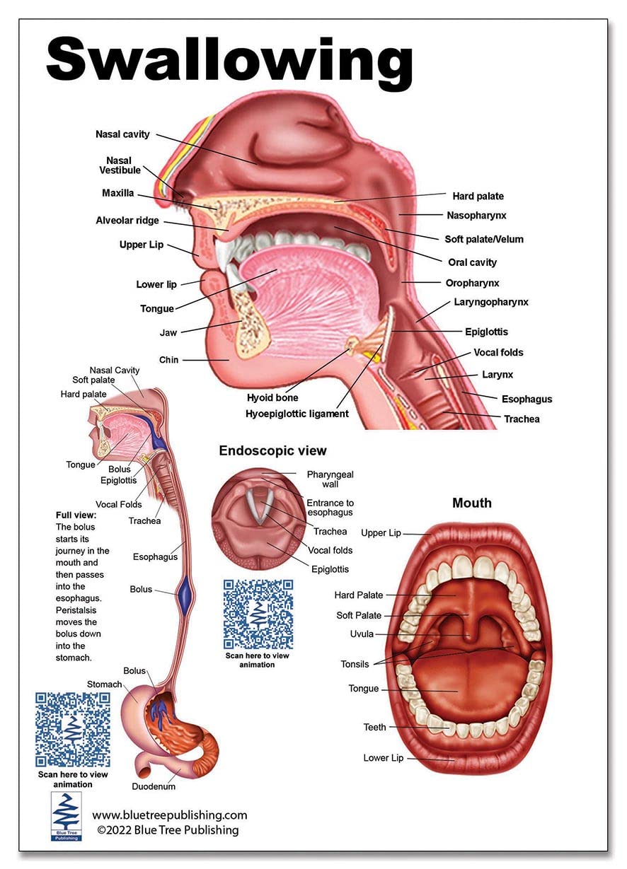 Blue Tree Publishing Swallowing anatomy education With QR Codes to see active animation (A4 laminated chart)