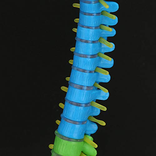 Human Spine Model Colored Flexible Scientific Anatomical Human Skeleton Spine Model Anatomy Model Including Spine Nerve Roots Vertebral Artery Transverse Spine Femur 45cm/17.7in