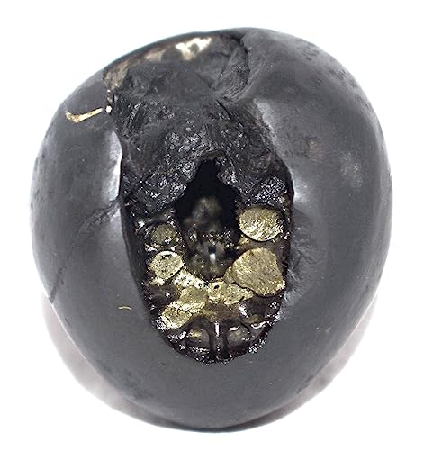 Adwaitya Golden ChinnaMasta Dasha MahaVidya Shaligram, Fossil, Fossil