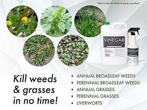 Energen Carolina LLC 578 Vinegar Weed & Grass Killer Approved for Organic Production Pet Safe Glyphosate Free Herbicide, Gallon 1, Yellow