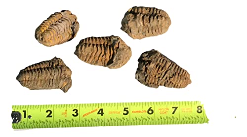 450 Million Yr Old Genuine Fossil Trilobite with Bonus Genuine Fossil Spinosaurus Dinosaur Tooth by DINOSAURS ROCK