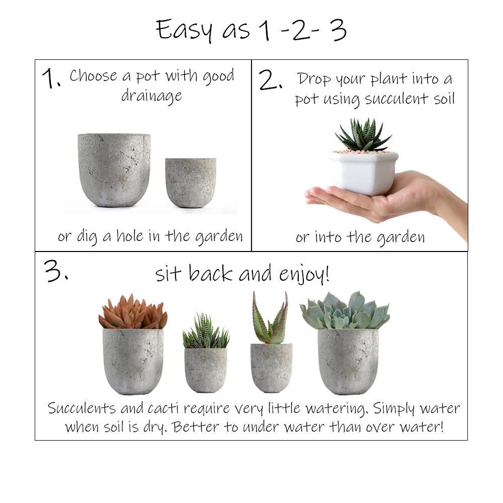 Altman Plants Assorted Cactus Collection 2.5" 4 pack