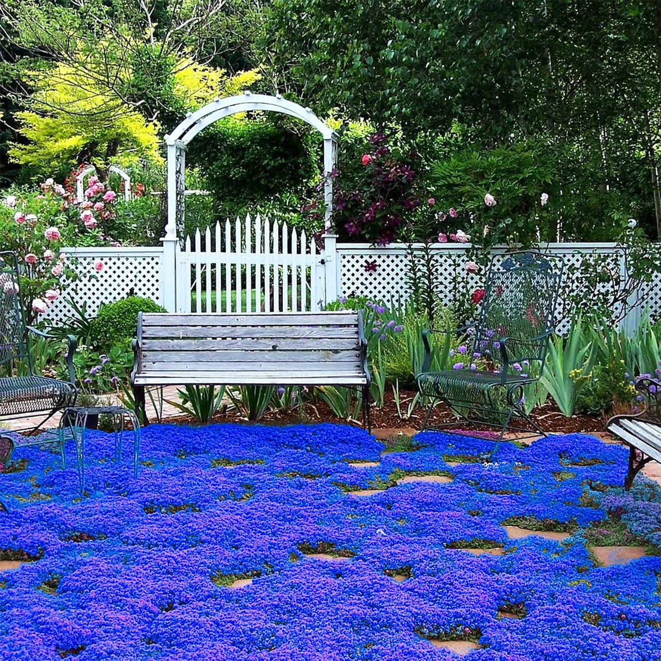 20000+ Magic Blue Creeping Thyme Seeds for Planting Ground Cover Plants Heirloom Flowers Perennial Thyme Non-GMO Thymus Serpyllum Seed