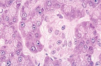 470183-692 - Pancreas Thin Section Slide - Pancreas Thin Section Slide - Each