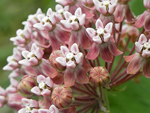 800+ Milkweed Seeds for Monarch Butterflies Heirloom Non-GMO Untreated, Butterfly Milkweed Seeds for Planting Home Garden