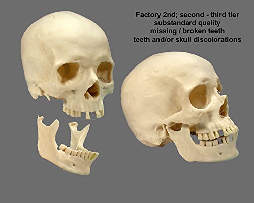 Human Skull Replica Life-Size - Low Cost Economy-Factory 2nd Tier- Good Quality, Model 3093001-2nds, by Nose Desserts