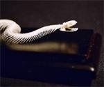 C & A Scientific - Premiere 51016 Real Snake Skeleton, Non-Venomous