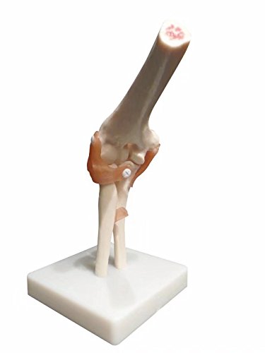BoNew Life Size Elbow Joint Anatomical Model Skeleton - Human Medical Anatomy