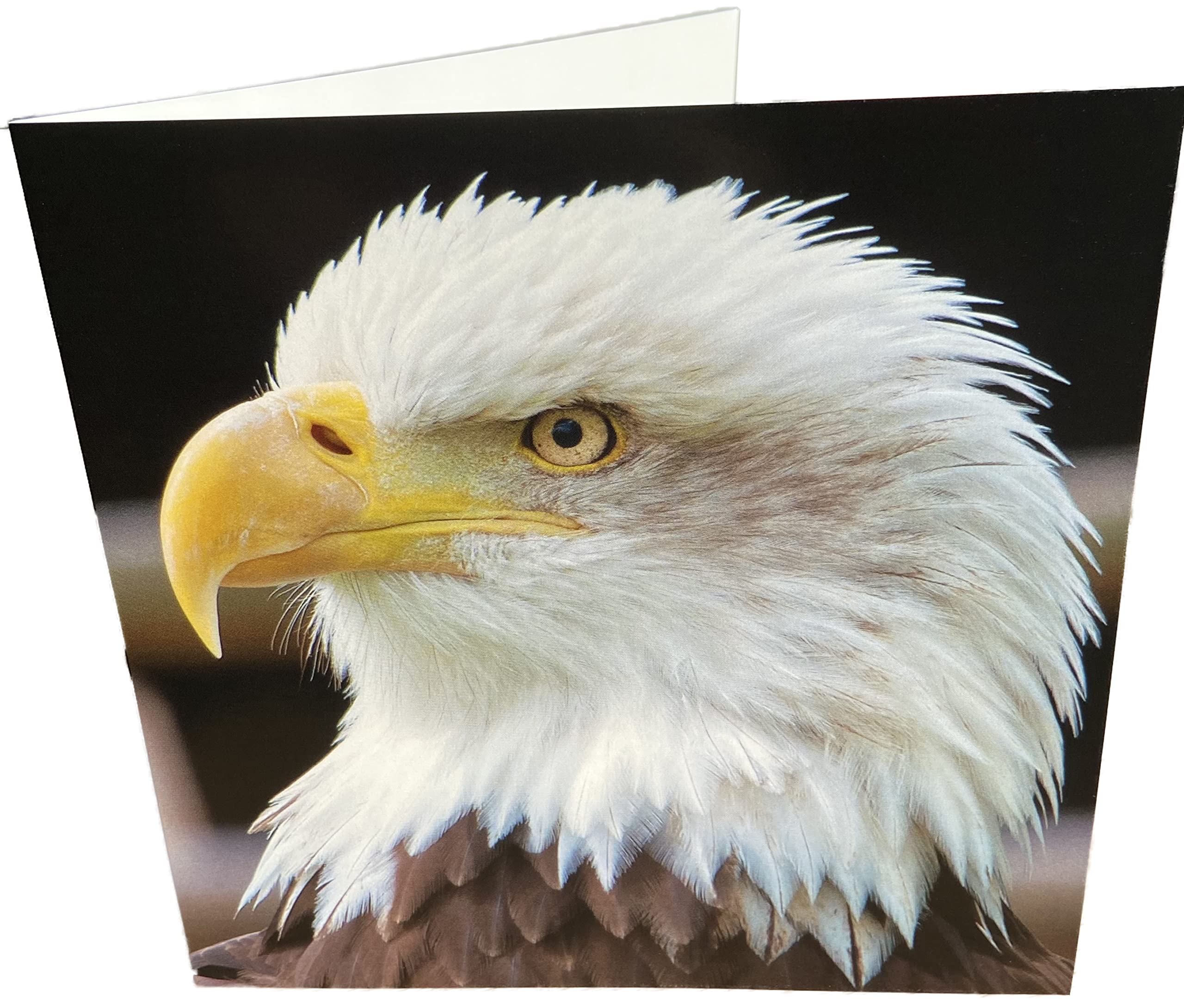 Maturi Bald Eagle Photographic Blank Birthday Greetings Card, 6" x 6" Square