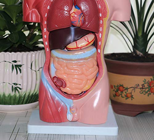 Human Torso Body Anatomy Model - 11 inch, 15 Parts Organ Structure Model for School Medical Education