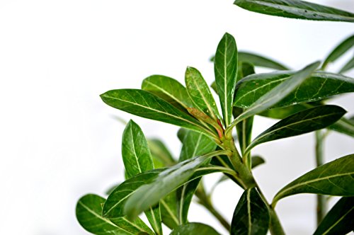 9GreenBox - Desert Rose Bonsai - Ship Bare Root