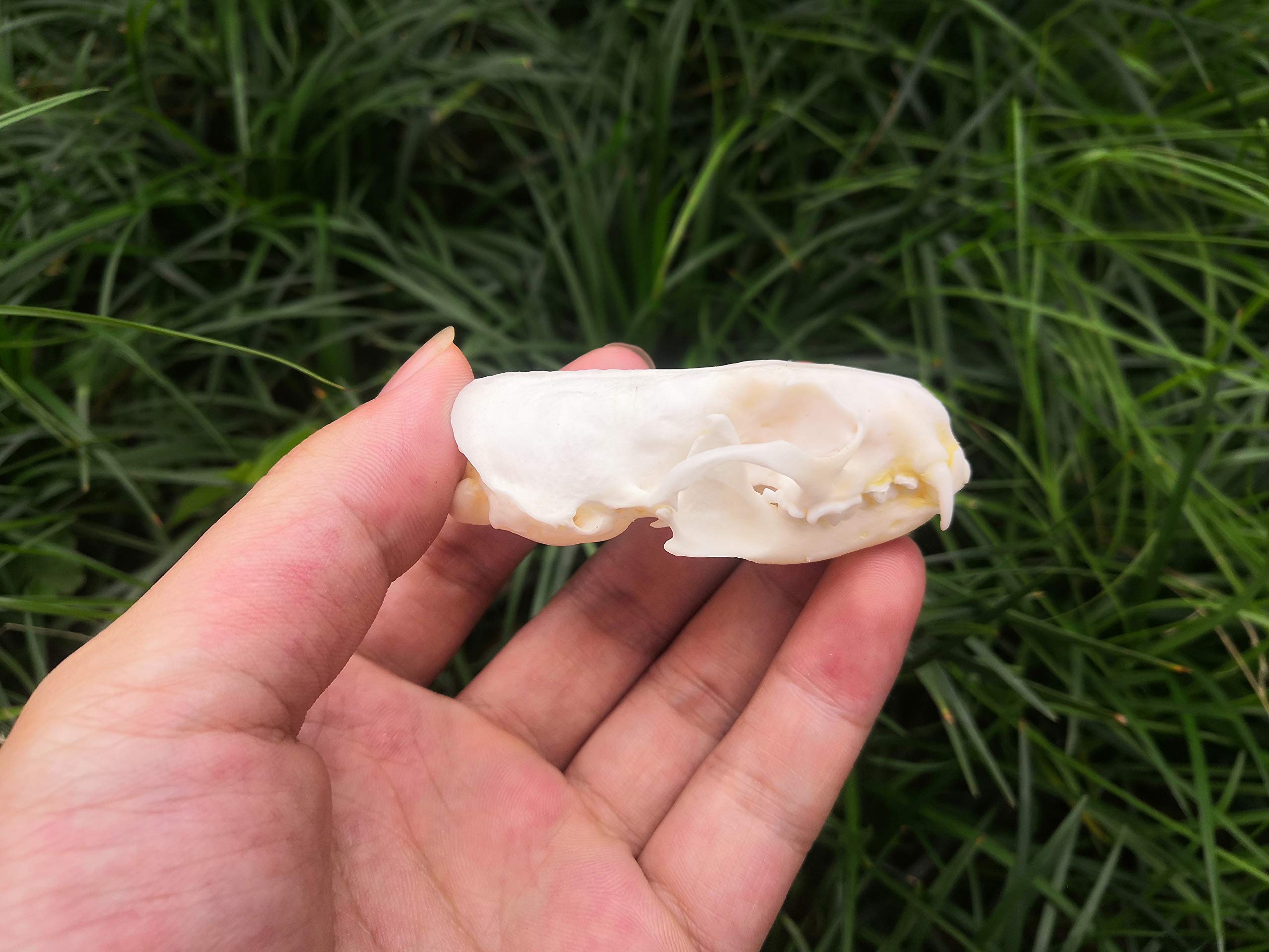 Racoon Dog Skull,Cat Skull,Coypu Skull,Muskrat Skull,Fox Skull,Raccoon Dog Skull,Mink Skull,Taxiderm Skull Specimen