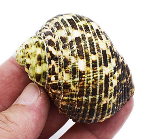 FSG - Select 6 Hermit Crab Shells Large Turbo Changing Seashells Large 2"-3" Size (Opening Size 7/8"- 1 1/4") Natural