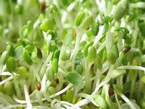 Alfalfa Sprouting Seed, NON GMO -8 Oz -Country Creek LLC Brand - High Sprout Germination- Edible Seeds, Gardening, Hydroponics, Growing Salad Sprouts, Planting, Food Storage & More